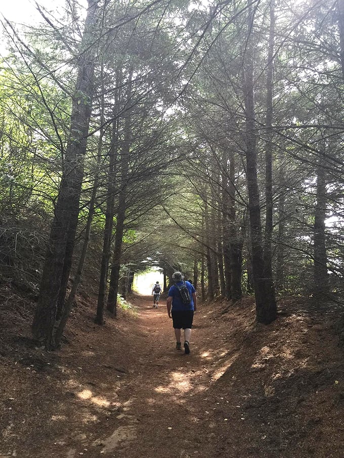 Cathedral of trees creating a natural tunnel of dappled light. Walking through feels like entering the wardrobe to Narnia.