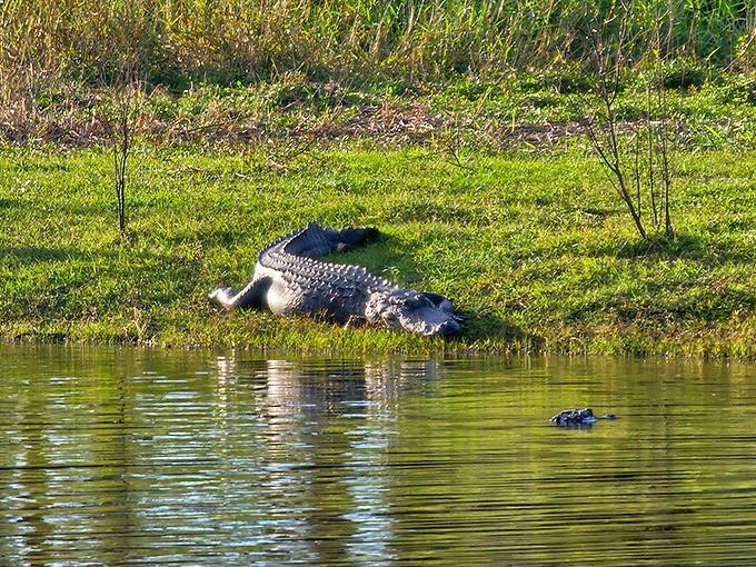 Sunbathing alligator demonstrates proper Florida relaxation technique. Note the complete absence of smartphone checking or schedule worrying.