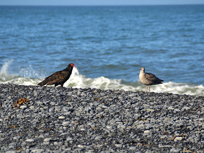 Even the local wildlife appreciates the dramatic backdrop—these shorebirds clearly know where to find the best beachfront real estate.
