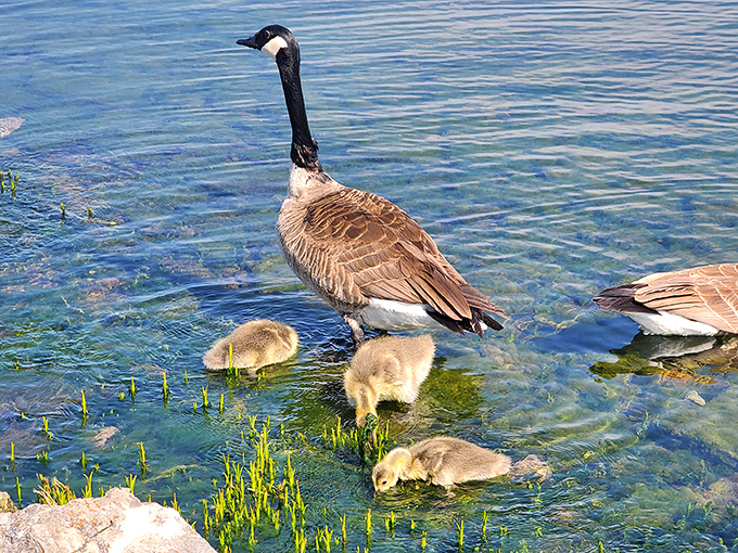 A Canada goose family outing that puts human helicopter parenting to shame – those goslings have better water safety supervision than most swim classes.