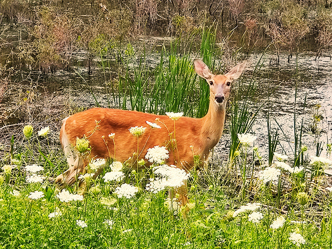 A deer pauses amid wildflowers, creating that perfect "Ohio Serengeti" moment that makes you forget you're just miles from Toledo's skyline. 
