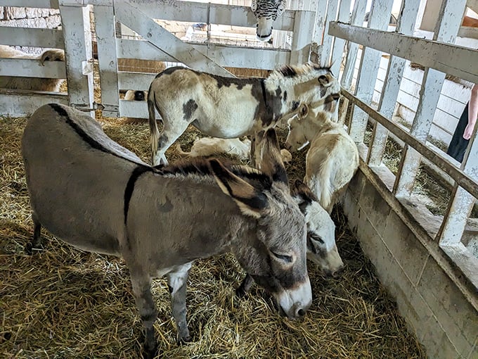 These donkeys have mastered the art of the unimpressed stare, silently judging our smartphone addictions while munching contentedly on hay.
