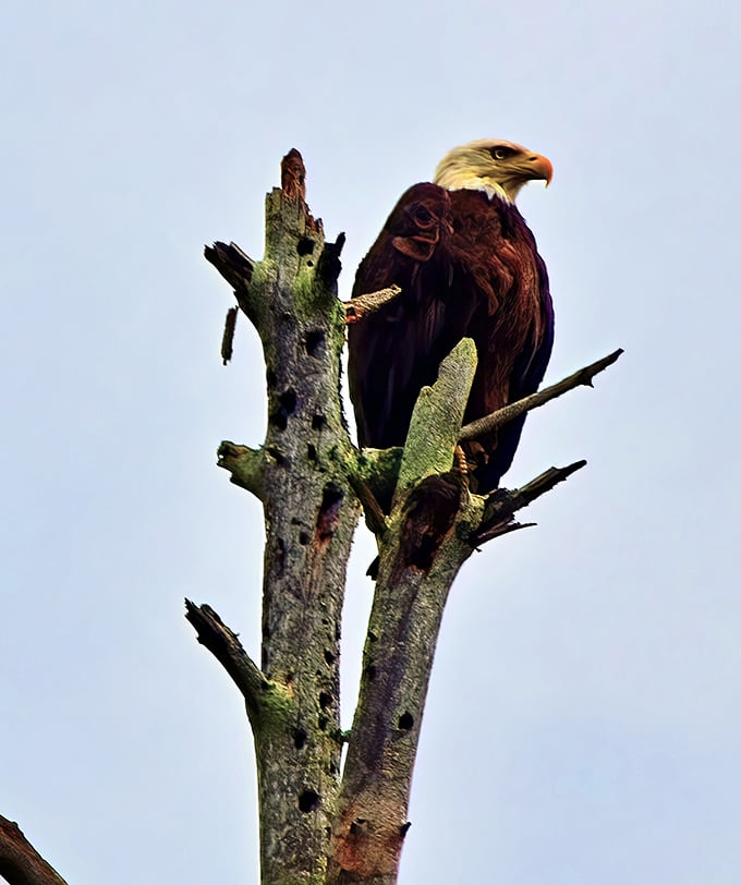 America's mascot in its natural habitat—this bald eagle perched majestically reminds us why we preserve these wild spaces in the first place.