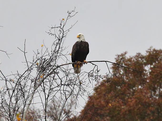 America's mascot keeping watch over Nescopeck. This bald eagle didn't get the memo about looking majestic—he nailed it anyway.