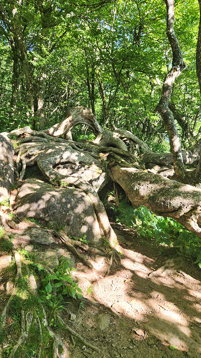Nature's sculpture garden where twisted roots and weathered rocks create an artistic collaboration millions of years in the making.