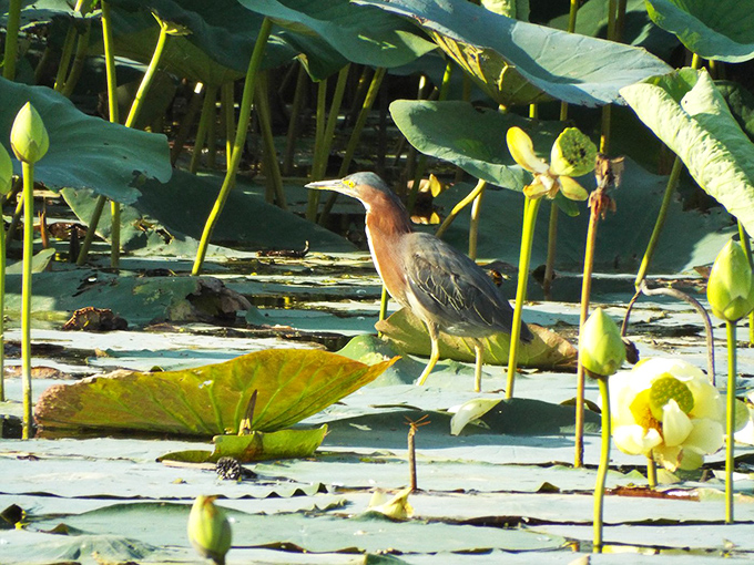 Nature's patient hunter – this green heron navigates the lily pads with more grace and purpose than I navigate buffet lines.