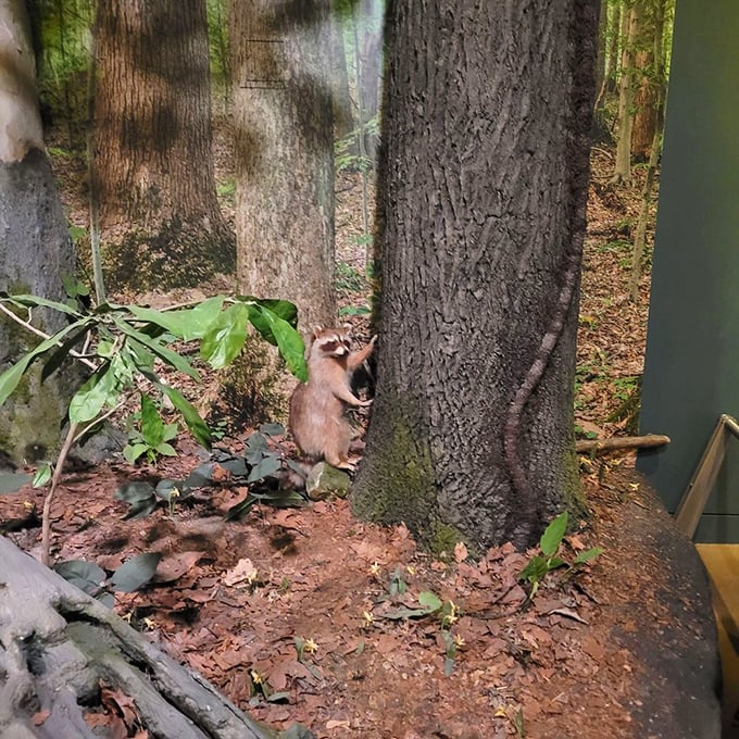 This lifelike raccoon diorama captures Indiana wildlife in action – nature's little bandits have called the Hoosier state home far longer than we have.
