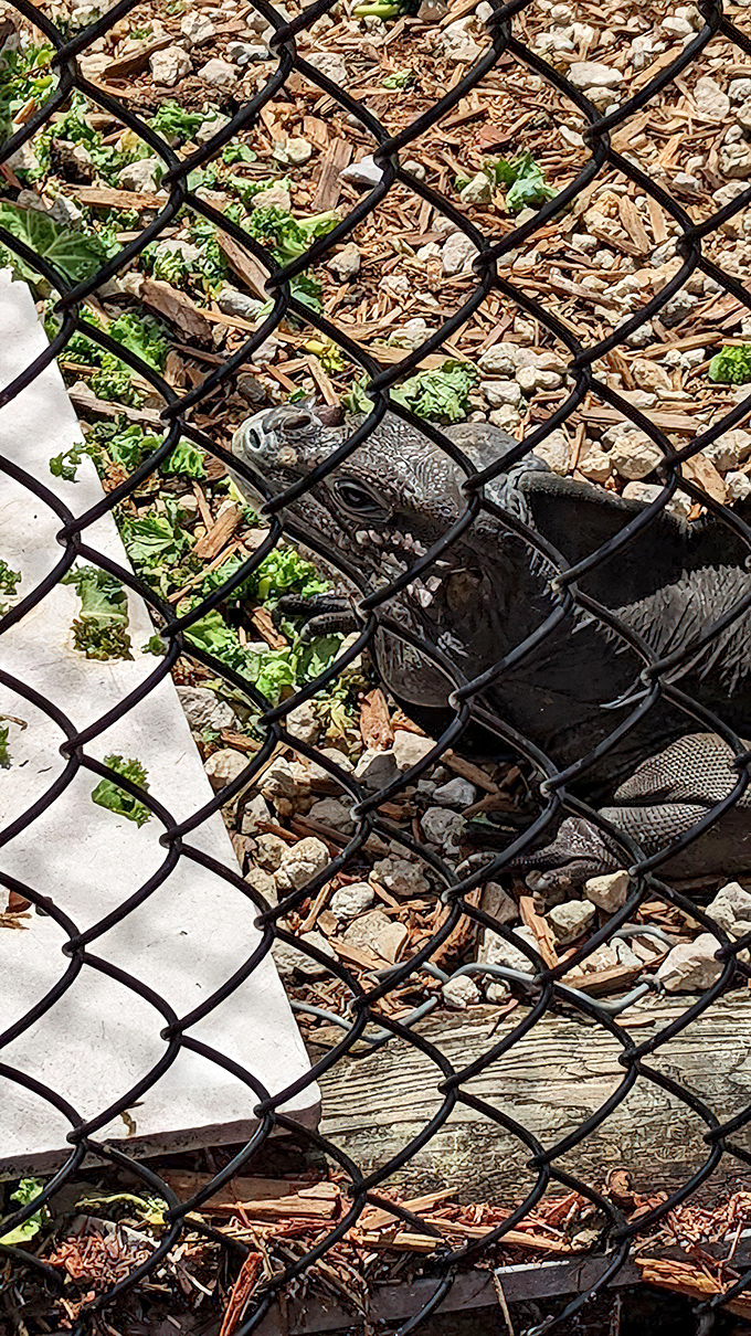 This iguana gives you the side-eye that says, "Yes, I'm prehistoric too, just with better PR than my toothy neighbors."
