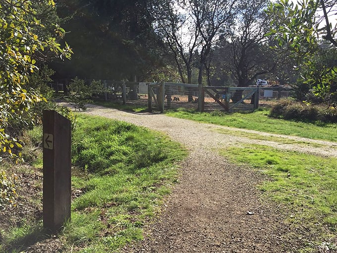 Even the trails at Sea Ranch tell a story—this one whispers "slow down" in the language of weathered wood and native grasses.