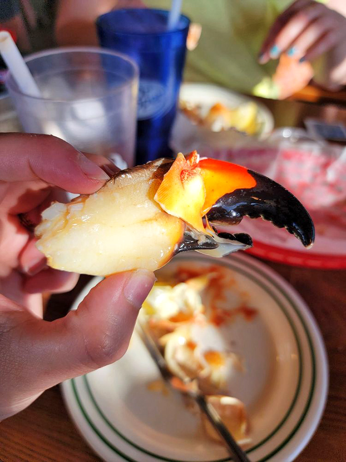 Stone crab claw perfection—nature's own seafood lollipop that makes you work just enough to appreciate the sweet reward inside.