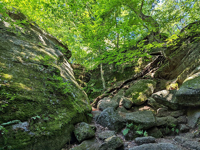 Sunlight filters through the canopy, illuminating the path ahead. These towering walls make you feel delightfully insignificant in the grand scheme of geological time. 