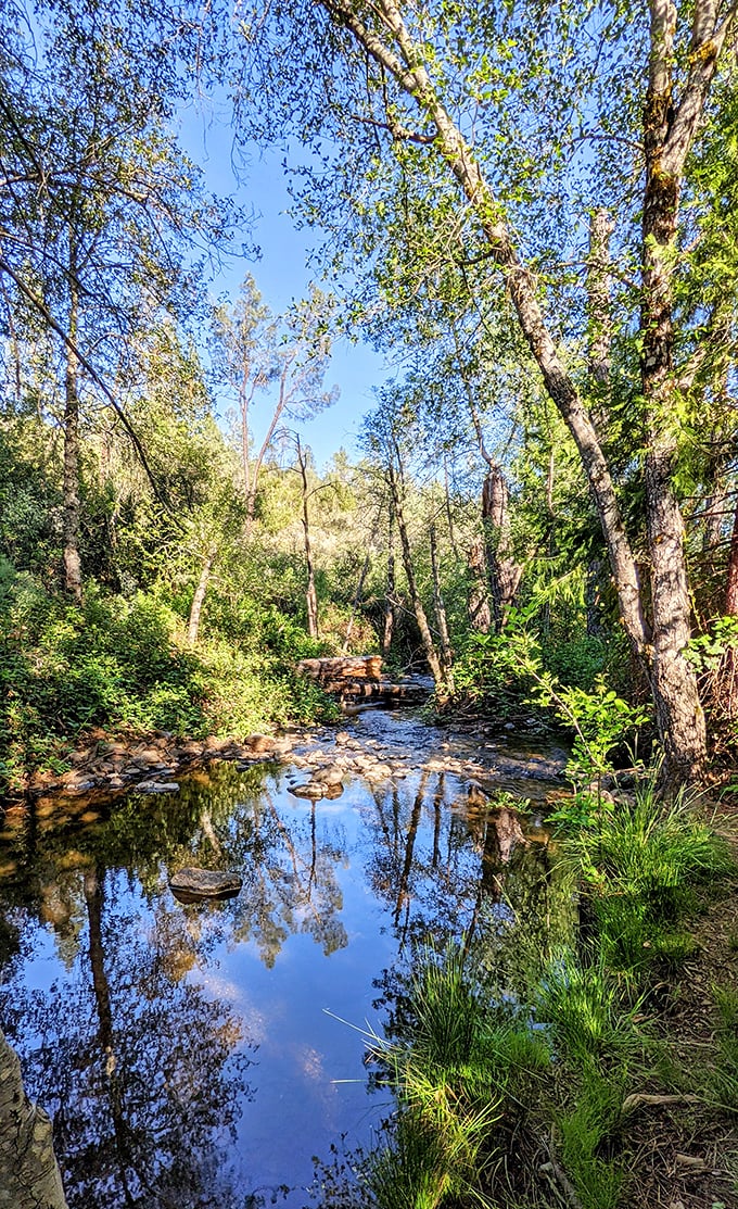 This isn't just a creek – it's nature's version of a meditation app. Crystal clear water flowing over sun-dappled rocks creates Georgetown's soundtrack.