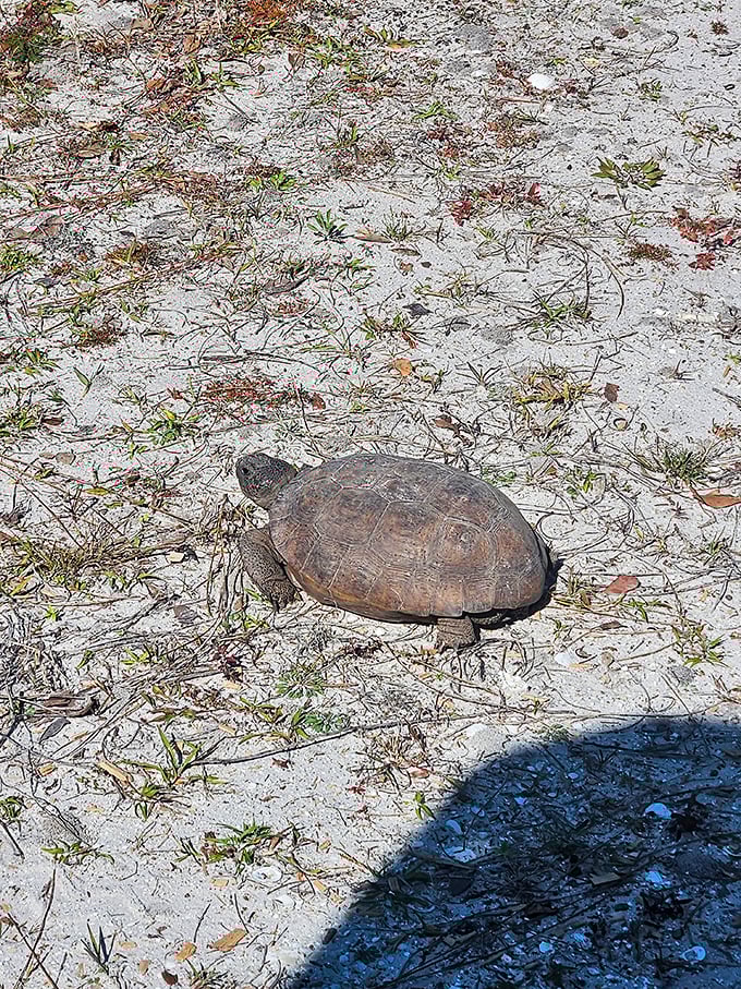 Florida's original roadrunner – the gopher tortoise – taking his sweet time crossing the trail, operating on what locals call "turtle time."