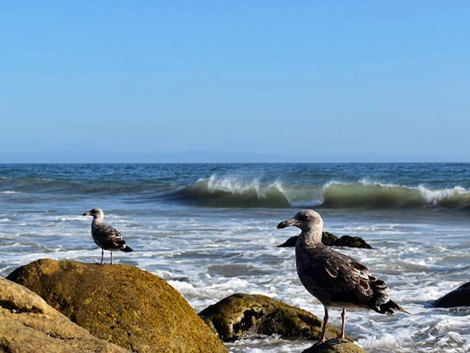 These coastal birds have the best real estate agents in California—waterfront property with unlimited seafood delivery.