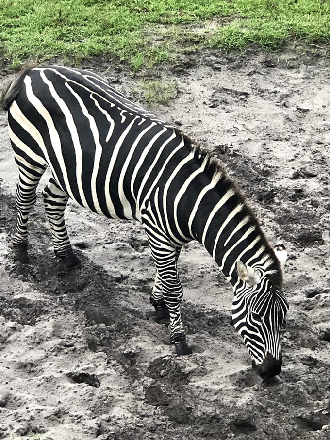 This zebra's stripes are nature's way of saying "I'm fancy" in black and white.