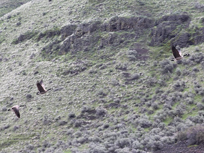 Canada geese in formation – nature's original flight pattern that predates air traffic control by a few million years.