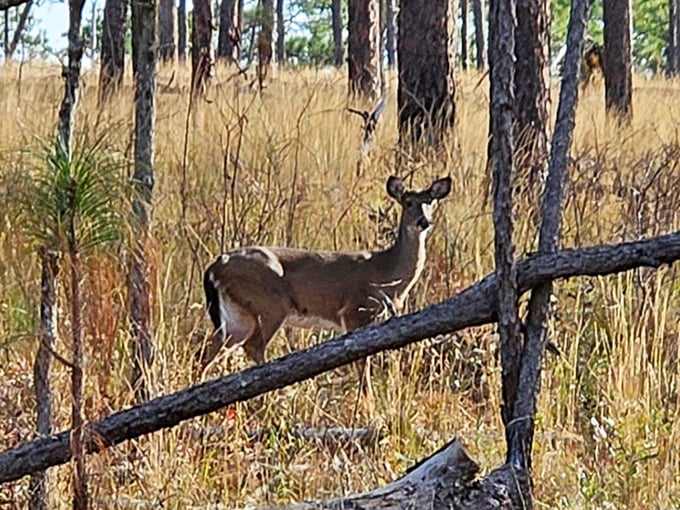 The locals have four legs and don't pay admission. This white-tailed resident reminds us we're just visitors in their woodland home.