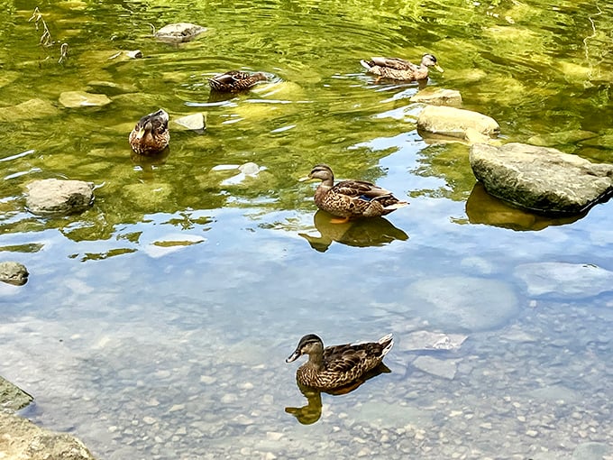 These mallards don't know they're living in prime real estate—waterfront property with all-you-can-eat aquatic buffet included. 