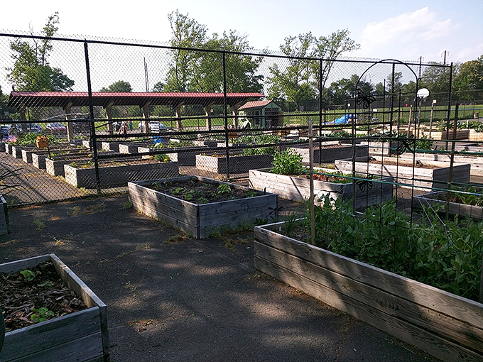 Community gardens where neighbors grow vegetables and friendships. Proof that not all social networks require Wi-Fi.