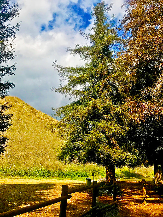 Where worlds collide – golden California hills meet emerald forest. The contrast is as striking as finding a snowman in the desert.