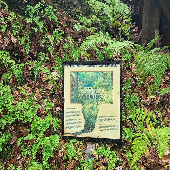 "Florida's Highest Waterfall" – the sign doesn't lie, though admittedly the competition isn't exactly fierce in this notoriously flat state.