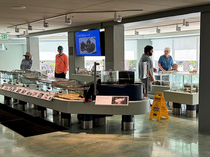 The touch tank area lets visitors experience shells and their makers up close—hands-on learning that creates lasting memories.