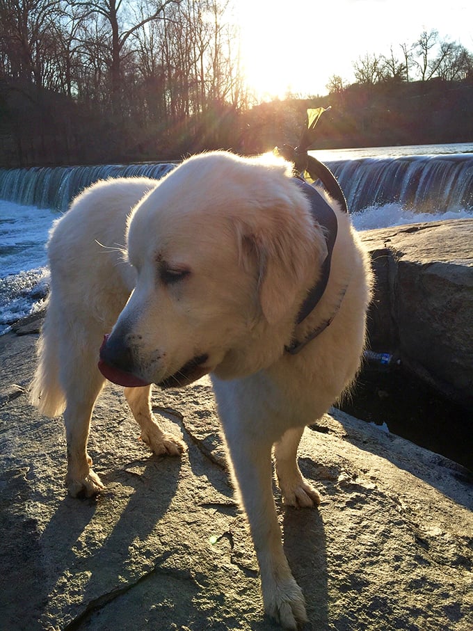 Even dogs appreciate a good waterfall view. This golden retriever is clearly thinking, "My Instagram followers will love this."