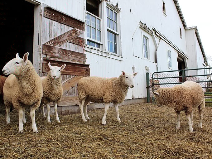 The sheep committee seems to be discussing important wool market trends. Or possibly just wondering when lunch arrives.
