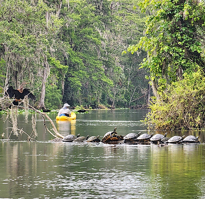 Nature's ultimate sunbathing club – these turtles have perfected the art of relaxation in a way that puts resort loungers to shame.