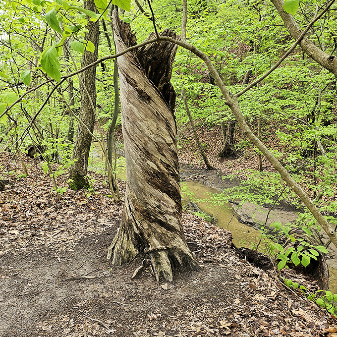 Nature's sculpture garden includes this twisted tree, which looks like it's been practicing yoga for the last century.
