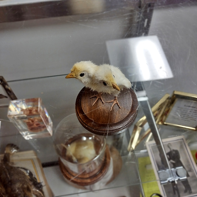 Nature's oddities take center stage with this preserved two-headed chick. A reminder that sometimes reality is stranger than any fiction we could create.