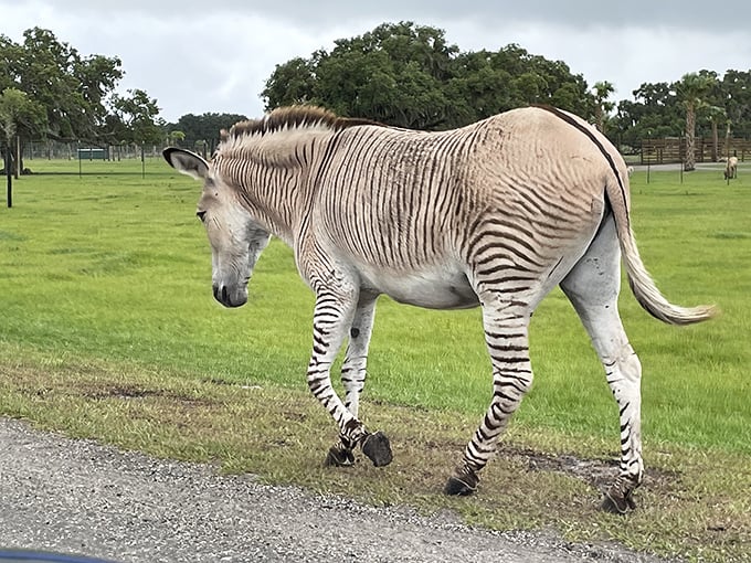 Identity crisis or evolutionary marvel? This zebra-donkey hybrid (zonkey) strolls casually through the safari area, sporting nature's most distinctive pattern.
