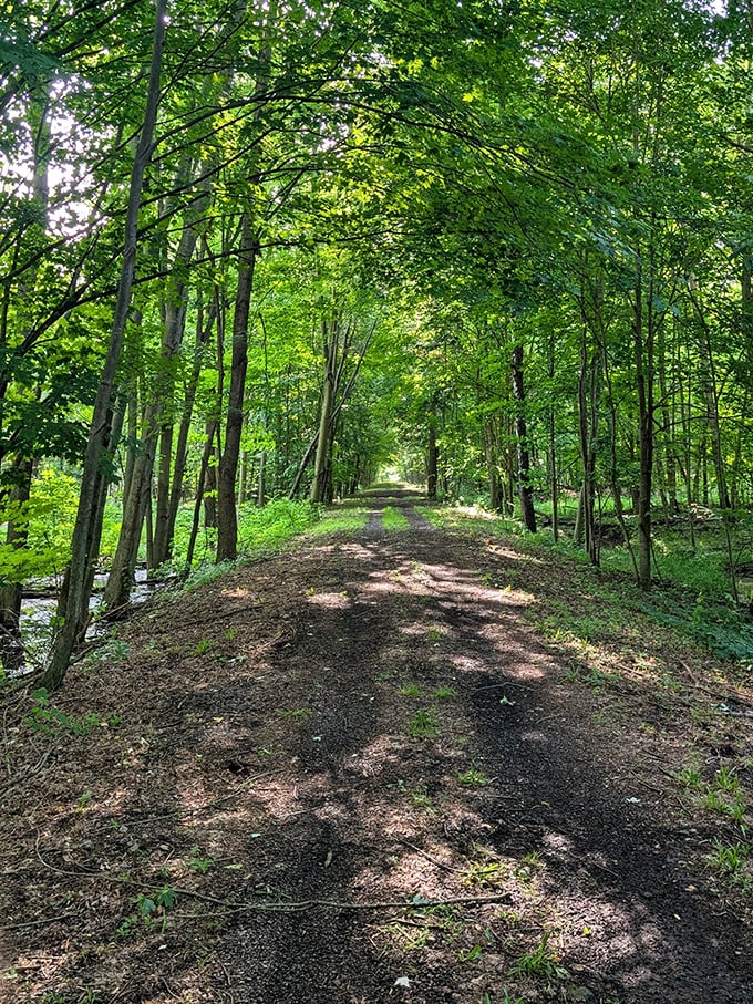 Wabash Cannonball Trail: Dappled sunlight creates a natural tunnel on this former railway path. Trains may be gone, but the journey continues.