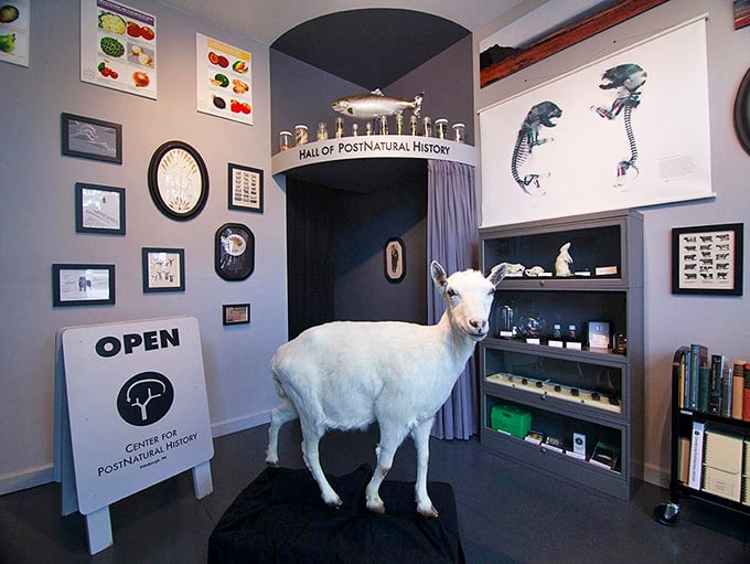 This isn't your everyday goat - it's a scientific marvel telling the story of human intervention in nature. Spider-Goat, Spider-Goat!