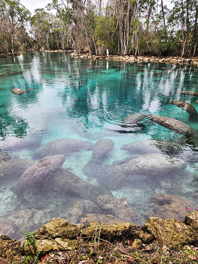 Manatee paradise! Three Sisters' crystal waters are the winter equivalent of your favorite heated blanket for these gentle giants.