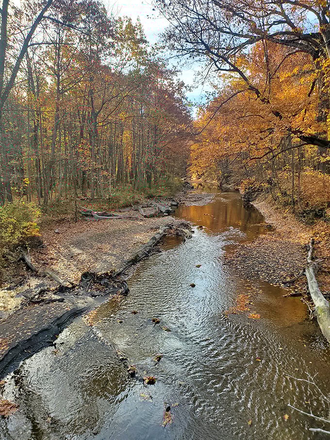 Autumn creek magic that makes even non-poets want to write sonnets. Fall in Ohio isn't just a season—it's a masterclass in color theory.