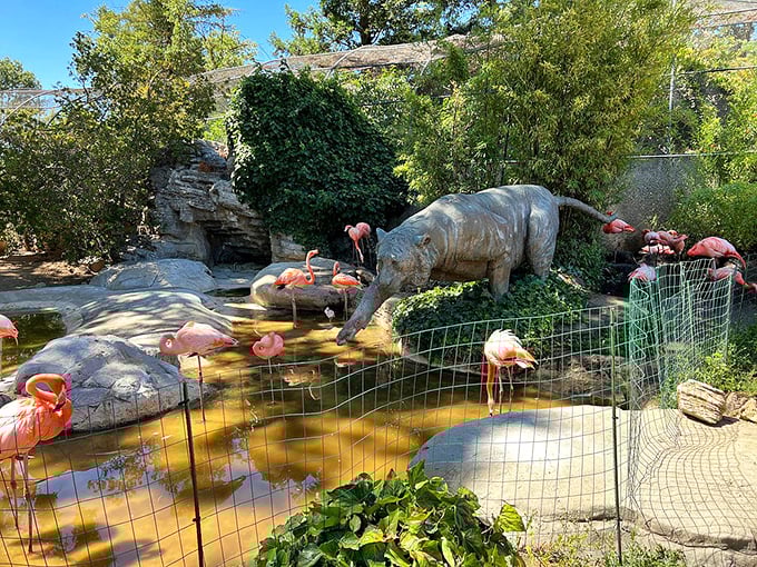 Who knew retirement could include flamingos? The Charles Paddock Zoo brings unexpected wildlife encounters to this Central Coast gem.