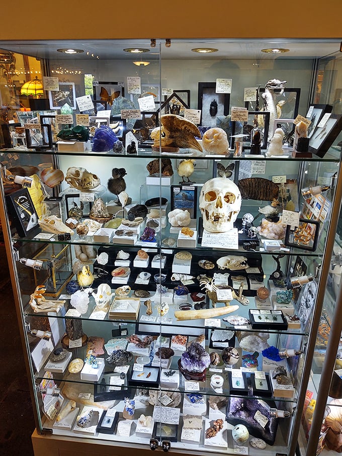 Nature's art gallery behind glass – crystals, geodes, and curiosities that make you wonder if your rock collection from third grade might actually be worth something.