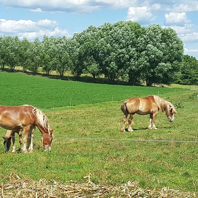 These magnificent draft horses take a well-deserved break – the gentle giants who power Amish farms provide a reminder of our connection to the land.