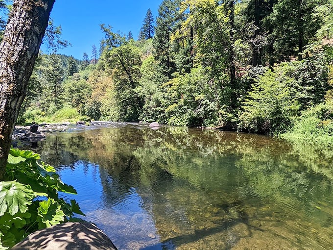 The Sacramento River creates nature's perfect swimming hole, surrounded by a cathedral of pines. Water so clear you can count fish contemplating their life choices.