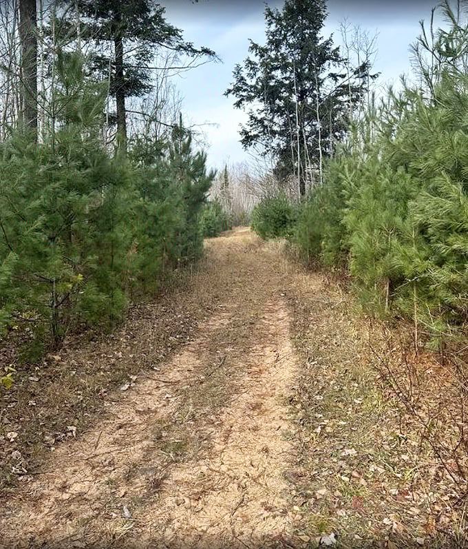 Nature trails here don't need Instagram filters—pine-scented pathways crunch underfoot while chickadees provide the soundtrack that no playlist can match.