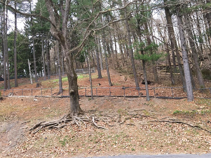 Woodland trails offer surface-level adventures for those who prefer their exploration with actual sunlight and fresh air.