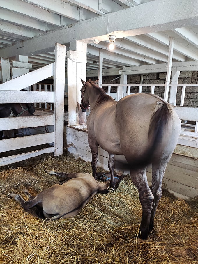 A quiet moment between mare and foal reminds us that some bonds transcend species and centuries—no Instagram filter needed.