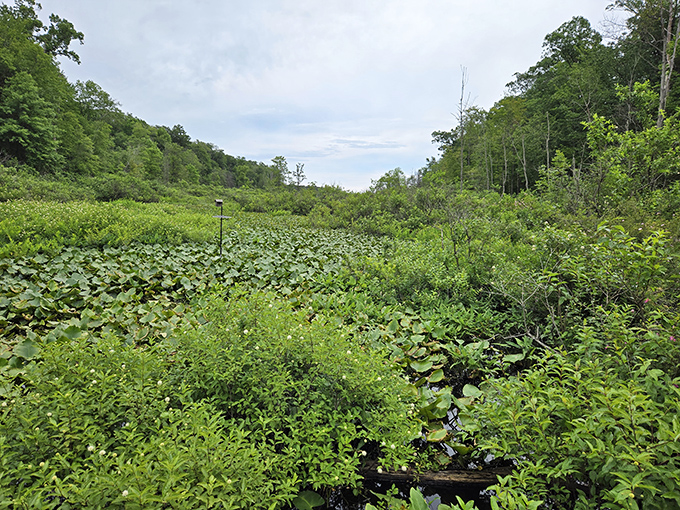 Nature's buffet of greenery. The park's wetlands showcase an astonishing diversity of plant life, from lily pads to marsh grasses in every imaginable shade of green.