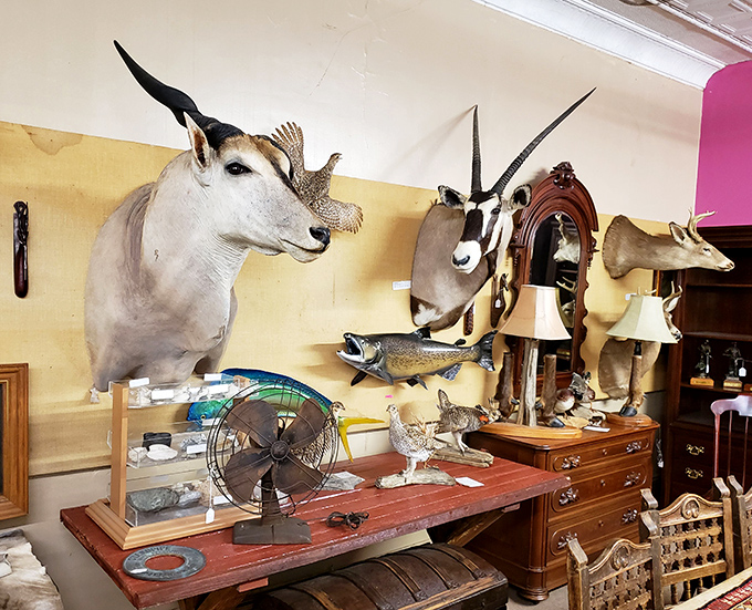The taxidermy section—where conversations with dinner guests might start with "Yes, he's always watching us" and end with fascinating wildlife stories.