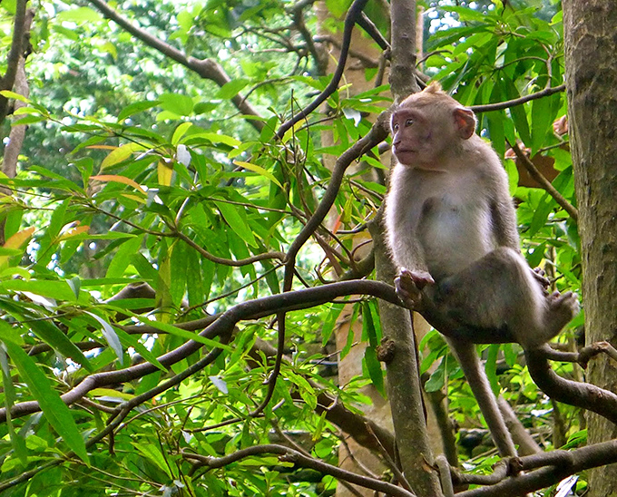Perched with the poise of a philosopher, this monkey contemplates life's big questions – mainly, "where's the next snack coming from?"