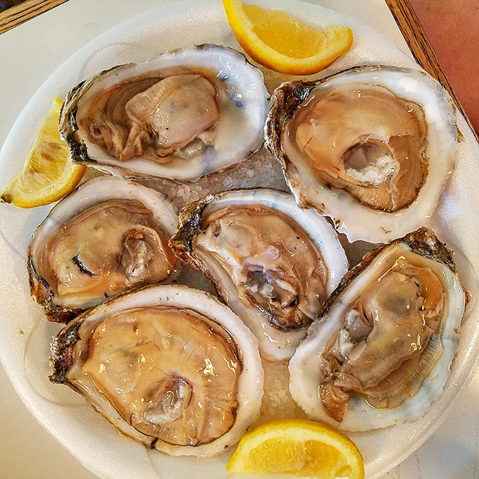 Fresh oysters gleaming like precious stones on a white plate—nature's perfect appetizer with just a squeeze of lemon as their only necessary accessory.