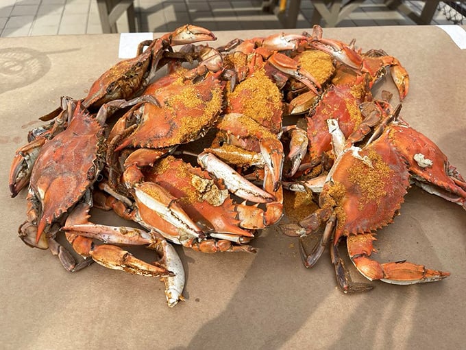 Maryland blue crabs in their spice-crusted glory—nature's puzzle boxes filled with sweet meat that rewards patient hands.