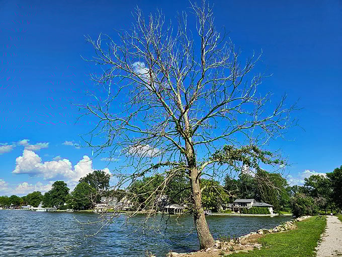 Solitary sentinels like this weathered tree have witnessed decades of Buckeye Lake history, standing watch as generations come and go.