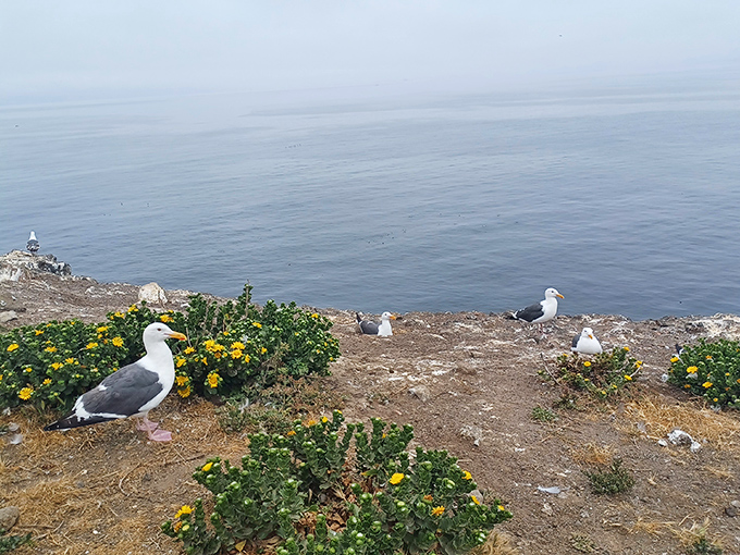 Western Gulls hold court among coastal wildflowers, the undisputed landlords of this windswept island paradise.